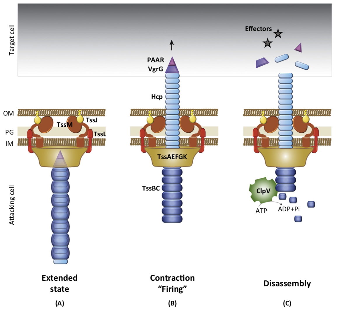 Type VI Secretion System and Antimicrobial Resistance in Acinetobacter ...